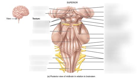 Posterior Midbrain Diagram Quizlet
