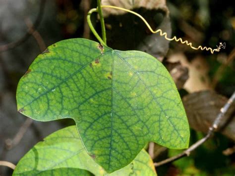 Yellow Passion Flower Passiflora Lutea Western Carolina Botanical Club