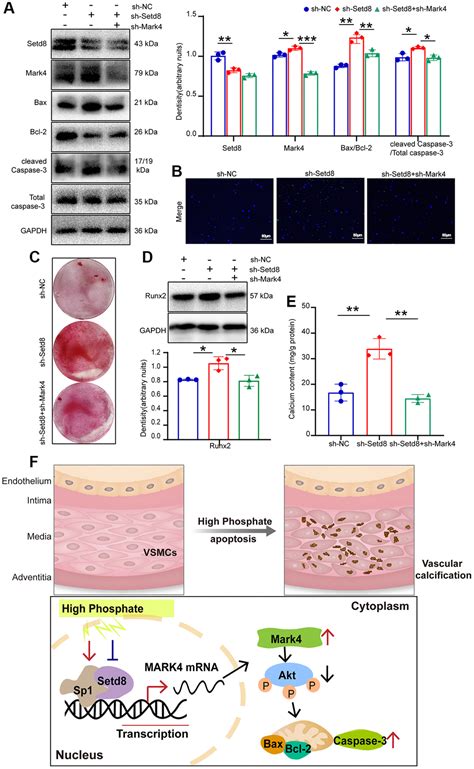 Interaction Of Sp1 And Setd8 Promotes Vascular Smooth Muscle Cells Apoptosis By Activating Mark4
