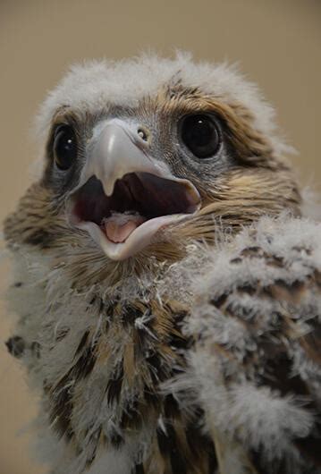 Зелени Балкани