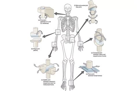 110 Describe The Types Of Synovial Joints And Their Range Of Motion