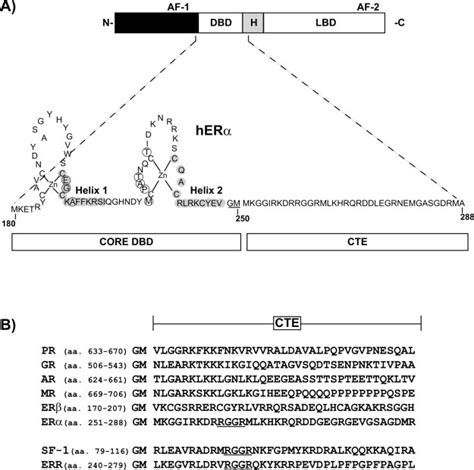 the estrogen receptor dbd panel a amino acid sequence and structural