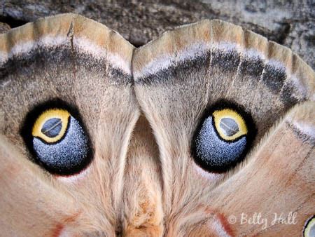 Polyphemus Moth Betty Hall Photography