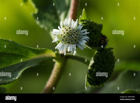 Eclipta Plant In Nature False Daisy Or Eclipta Alba Or Bhringraj Or