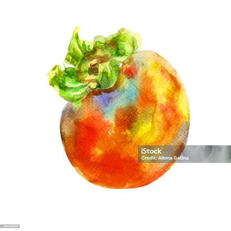 손으로 그린 수채화 감 흰색 배경에 고립되어 있습니다 맛있는 과일 클립 아트 그림입니다 사실적인 회화는 직물 부엌 수건 또는 식품 포장에 중대하게 보일 것입니다 감에 대한