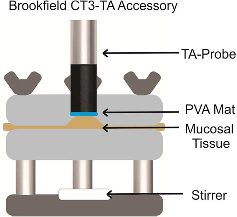 Schematic Representation Of The Adhesive Test Download Scientific Diagram