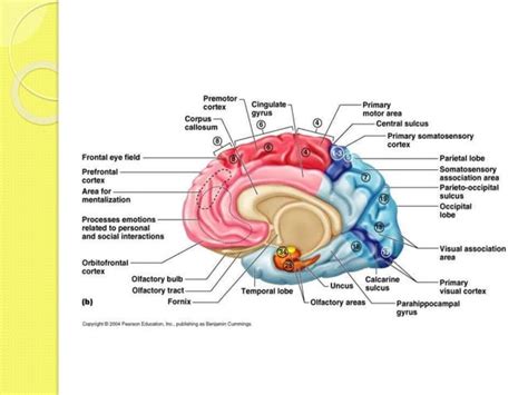 Stroke Localization By Dr Md Firoz Pptx Brain And Nervous System Disorders Diseases And