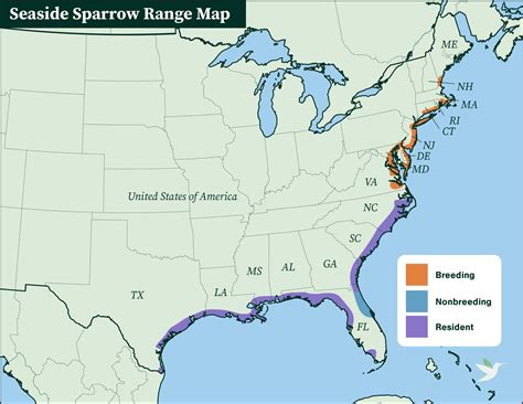 Seaside Sparrow American Bird Conservancy