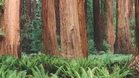 100 Redwood Forest Wallpapers