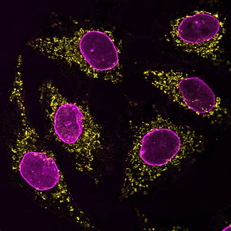Nano Secondary® Anti Mouse Igg2b Recombinant Vhh Coralite® Plus 647 Ctk0105 Ctk0106
