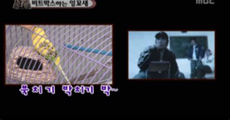 북치기 박치기 비트박스 잉꼬새 화제