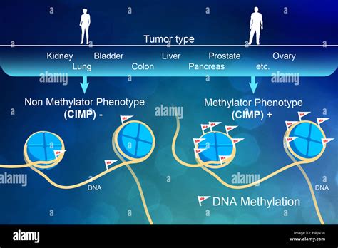 Process Of Dna Methylation