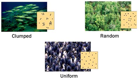 Population Density Distribution And Patterns Of Survivorship Sbi4u Resource Website