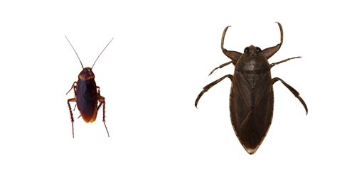 Differences Between Water Bugs And Cockroaches Alta Pest Control
