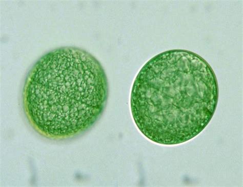 Prokaryote Chroococcales Cyanothece Major Synechococcus Major