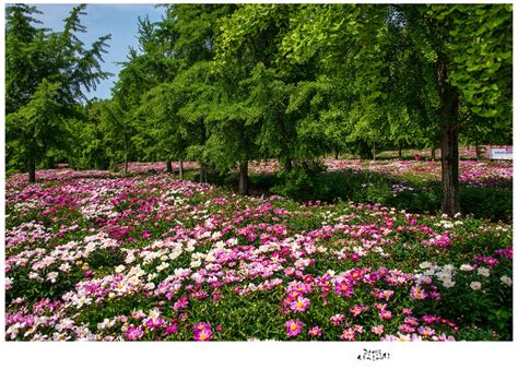 그리움같은 작약꽃향기 풍경사진 연구 Band