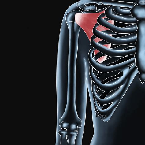 Subscapular Nerve Nervus Subscapularis Kenhub