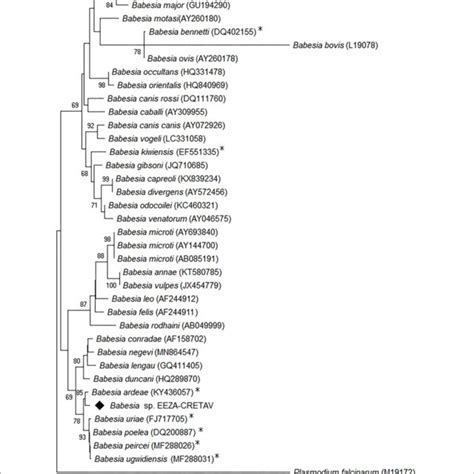 Maximum Likelihood Trees Of Babesia Species Based On 18s Rrna