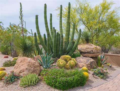 Desert Landscaping Ideas With Cacti And Rocks