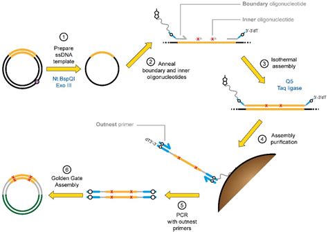 Oligonucleotide Primer
