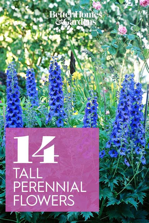 14 Tall Flowering Perennials To Add Height To Your Garden Artofit