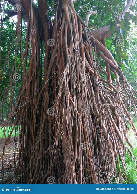 Tree With Long Roots Stock Photo Image Of Amazing Jungle 98832612