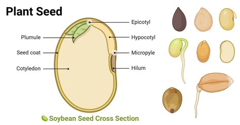 Seed Plant Seed Definition Parts Types Structure Functions