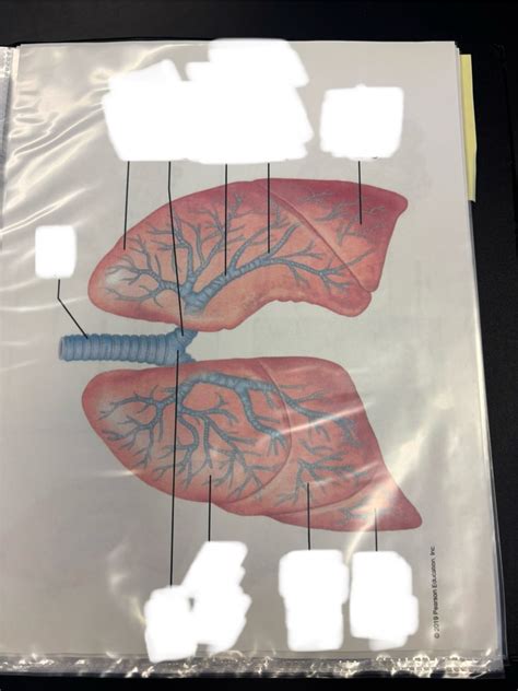 Lungs Diagram Quizlet