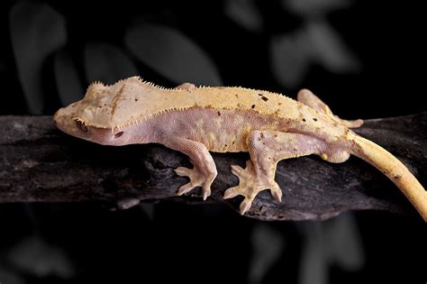 Pink Line Harlequin Crested Gecko Fringemorphs