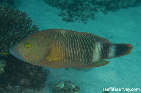 Cheilinus Trilobatus Tripletail Maori Wrasse