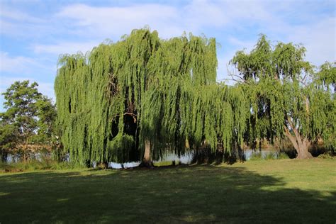 Willow Tree Clp Camden Lake Park Elk Grove Ca Karen Skelton