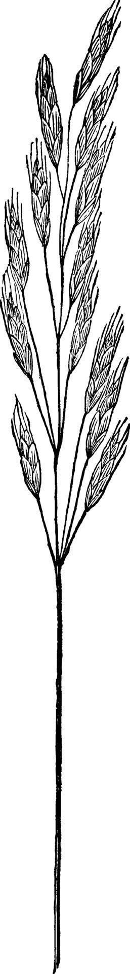 Chess Grass Vintage Illustration 13513986 Vector Art At Vecteezy