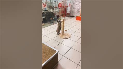 Крольчонок Лило🐰💚 Youtube Крольчонок Лило🐰💚 Youtube