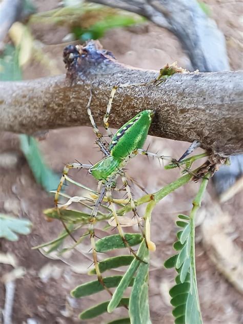 Can Someone Help Me Identify This Spider Rbiology