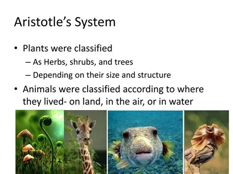 Ppt Classification Powerpoint Presentation Free Download Id3041643 Ppt Classification Powerpoint Presentation Free Download Id3041643