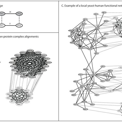 A A Directed Hyperedge In The Yeast Human Protein Interaction