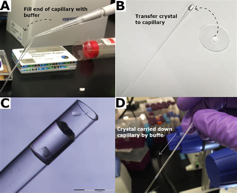 Neutron Crystallography Data Collection And Processing For Modelling