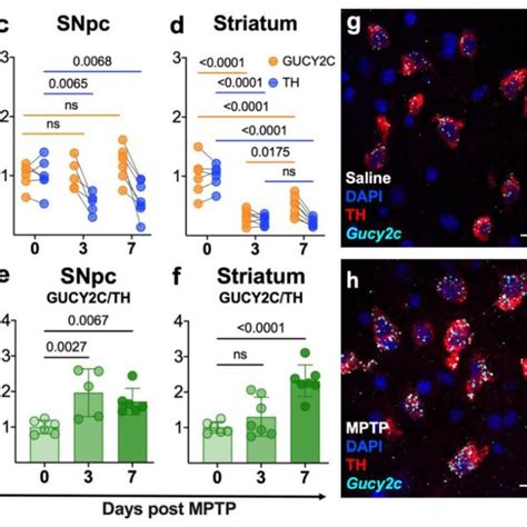 Gucy2c Is Overexpressed In Pathology Download Scientific Diagram