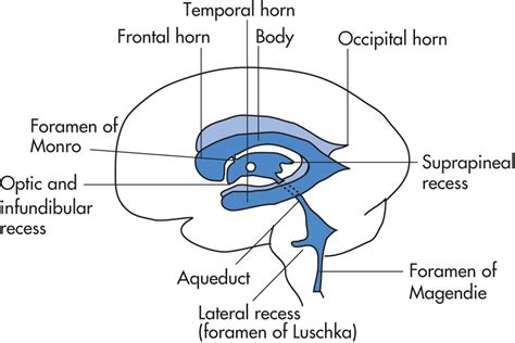 Neurologic Imaging Clinical Tree