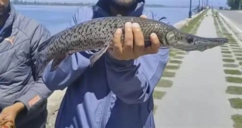 Alligator Gar Fish In Dal Lake Alarm Bells Ring Among Scientists