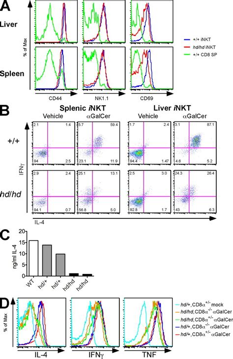 Th Pok Is Necessary For The Normal Functional Response Of Vα14i Nkt