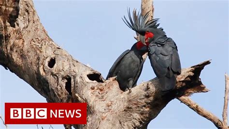 Black Cockatoo Conan