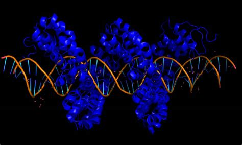 Mecp2 Gene Rett Syndrome Sellers Sale Brunofugaadvbr