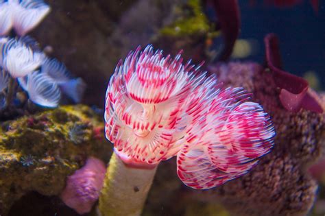 What Filter Feeders Like To Eat At Alvina Walker Blog