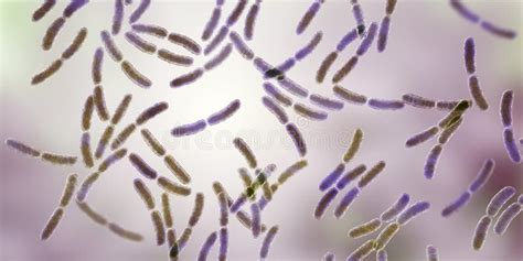 Bacteria Lactobacillus Lactic Acid Bacteria Stock Illustration