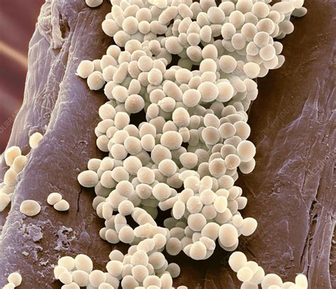 Lactococcus Lactis Bacteria Sem Stock Image C020 7530 Science Photo Library