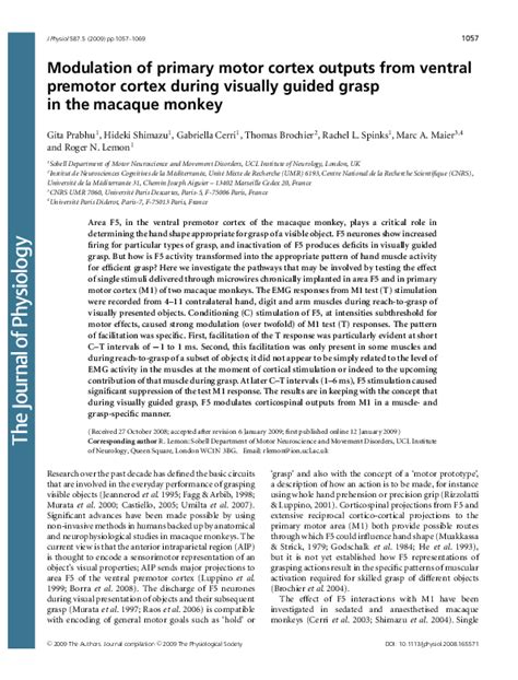 Pdf Modulation Of Primary Motor Cortex Outputs From Ventral Premotor Cortex During Visually