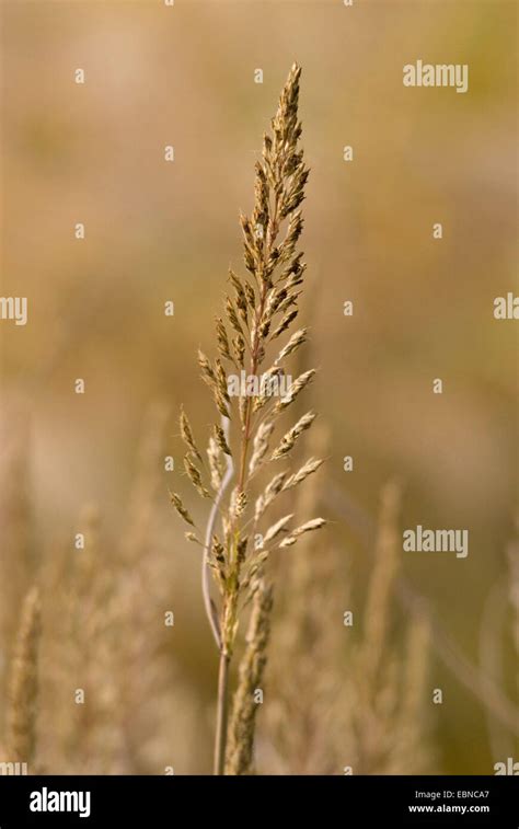 Siberian Graybeard Frost Grass Spodiopogon Sibiricus Panicle Stock