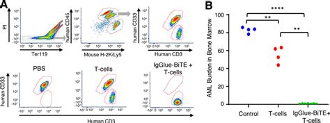 No Evidence Of Tumor In Bone Marrow Aspirates A Top Gating Scheme Used Download Scientific