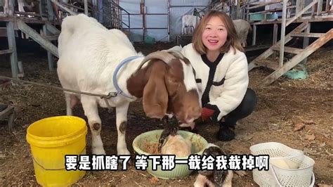 羊妈妈生了两只羊羔,但就剩一边乳房可以喂养小羊羔,这可咋整? Youtube 羊妈妈生了两只羊羔,但就剩一边乳房可以喂养小羊羔,这可咋整? Youtube